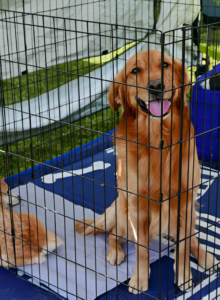 Modular Pet Enclosure & Fence Panels For Dogs | Gold Coast Racking